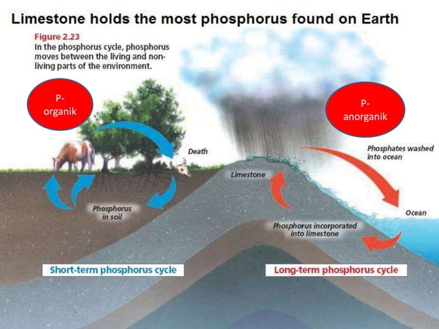 Siklus fosfor | PPTX