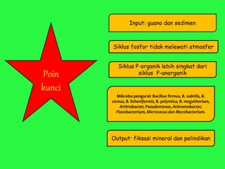 Siklus fosfor | PPTX