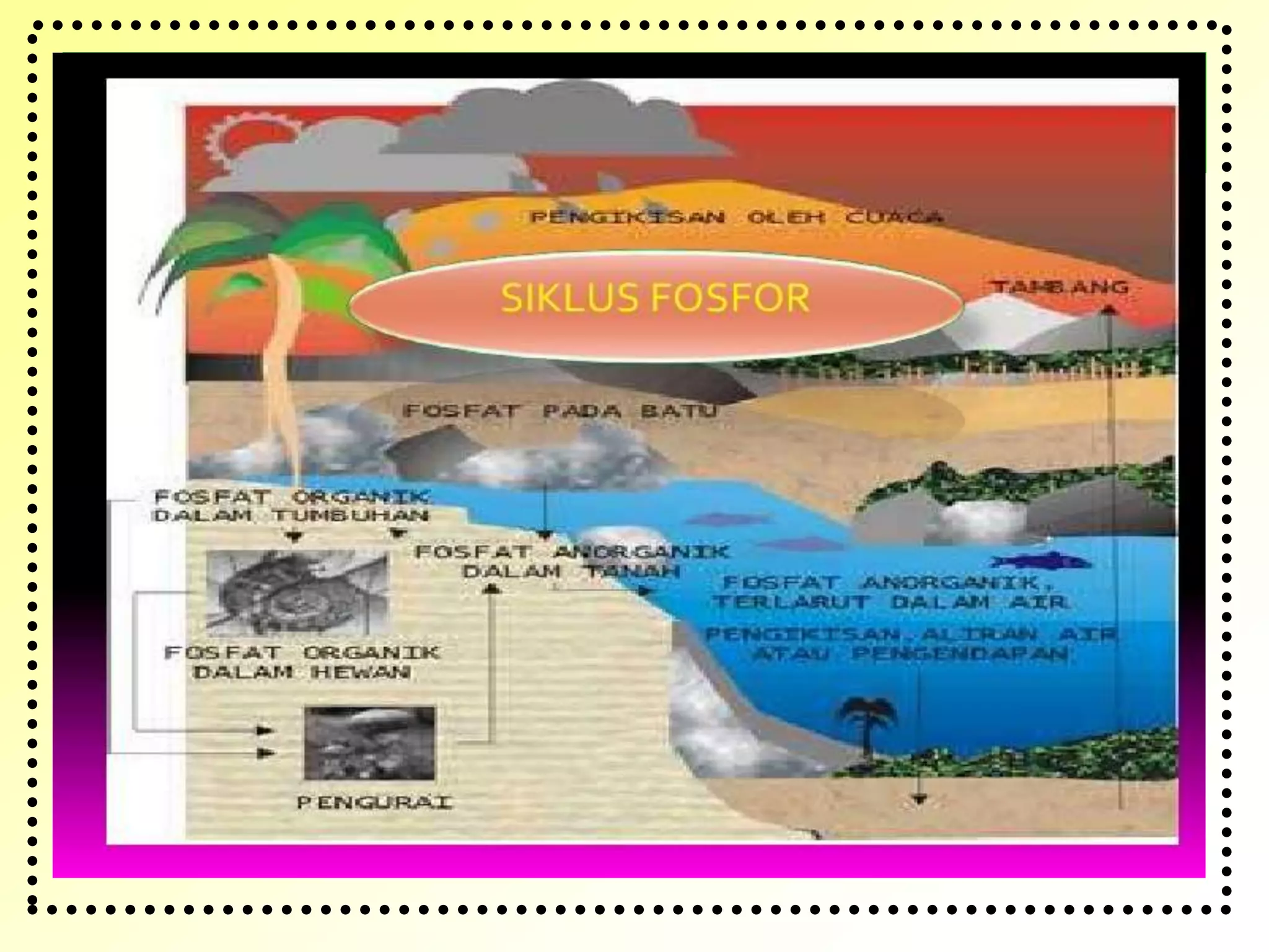 Daur fosfor siklus | PPTX