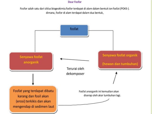 Daur fosfor siklus | PPT