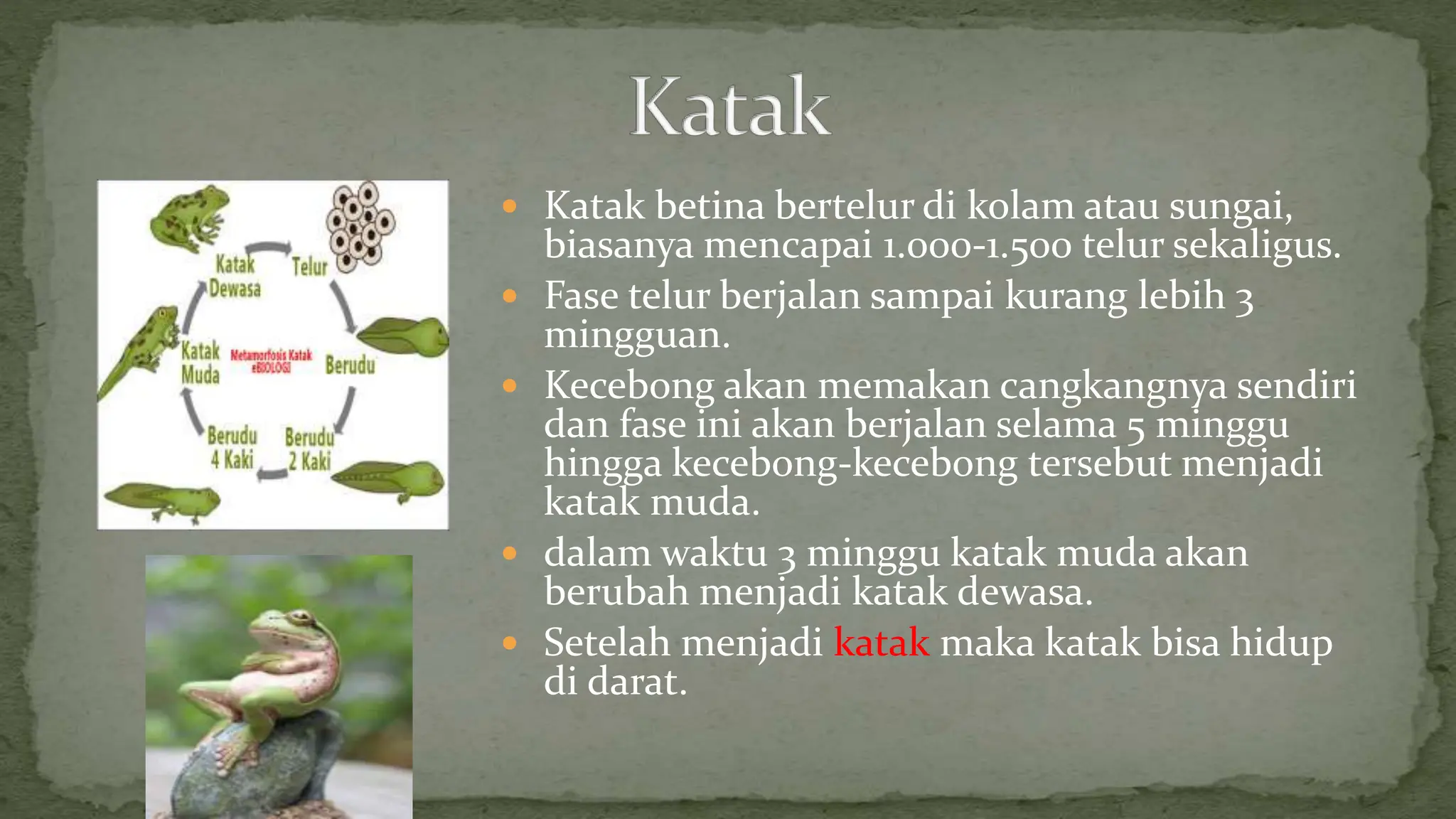 PELAJARAN TENTANG DAUR HIDUP (Pertumbuhan dan Perkembang Biakan Makhluk ...