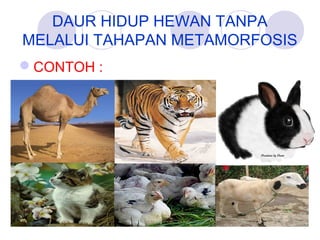 Daur hidup hewan | PPT