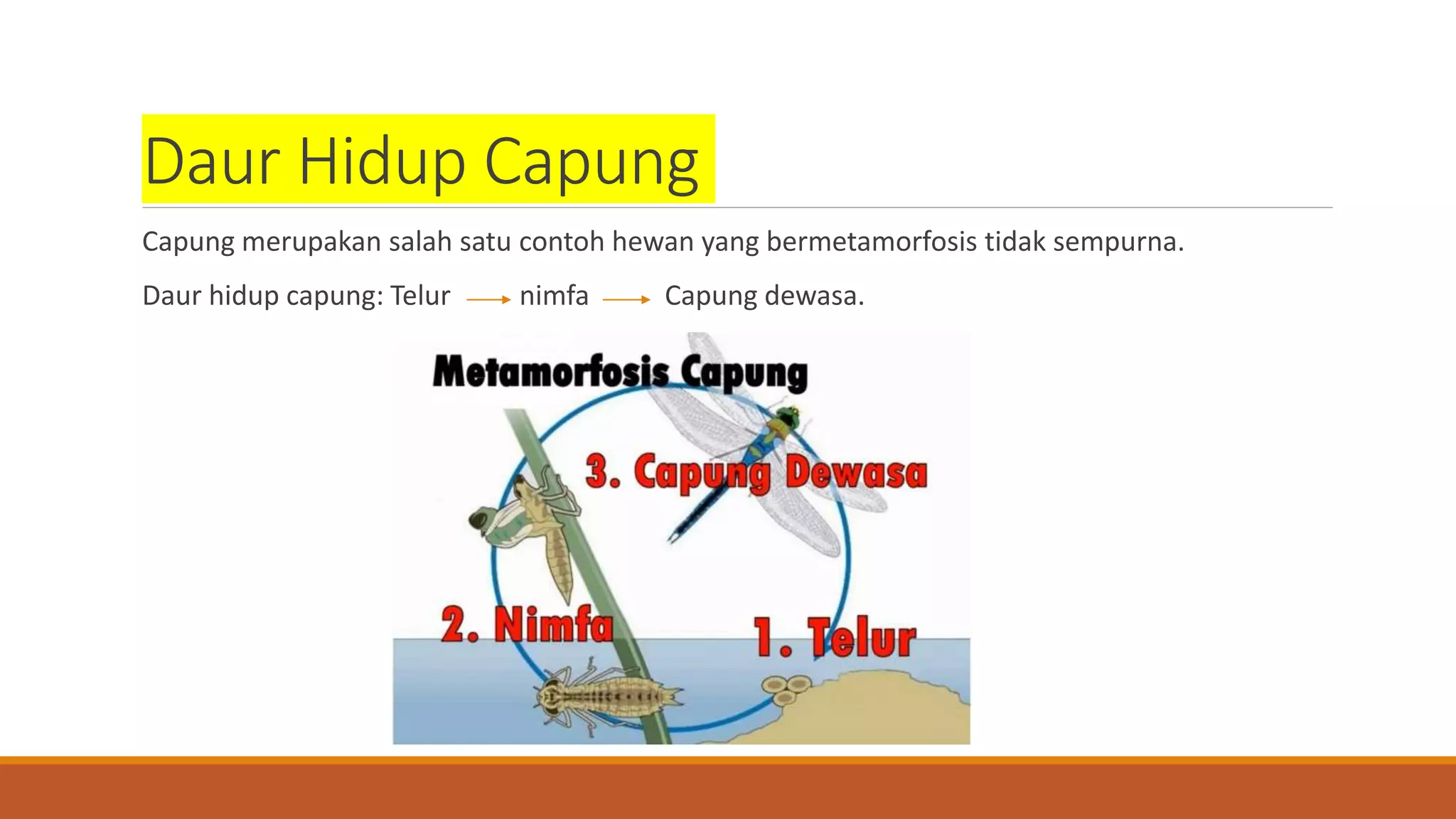 DAUR HIDUP HEWAN.pptx