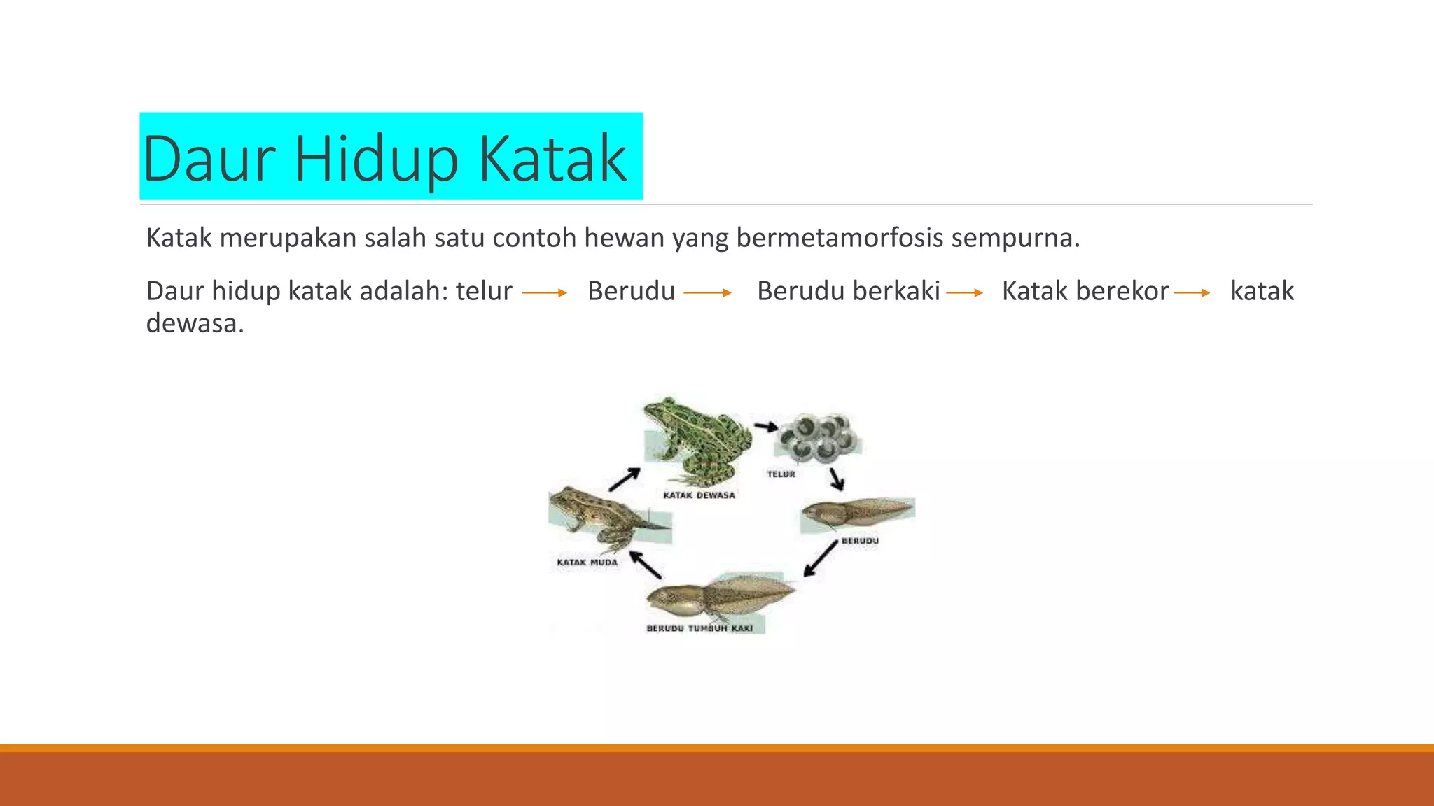 DAUR HIDUP HEWAN.pptx