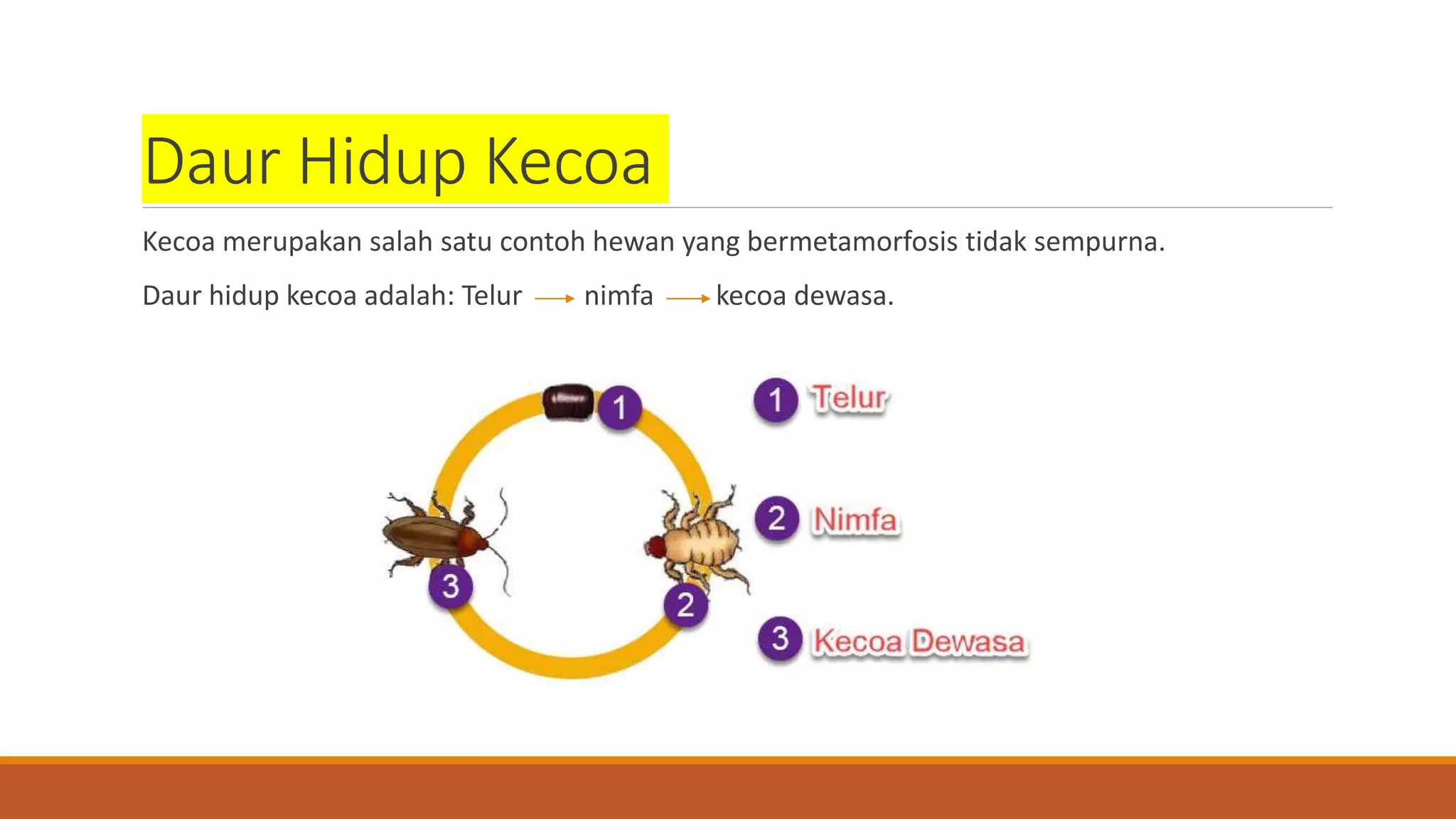 DAUR HIDUP HEWAN.pptx
