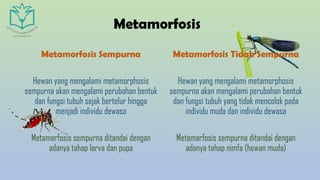 DAUR / SIKLUS HIDUP HEWAN (METAMORFOSIS).pptx