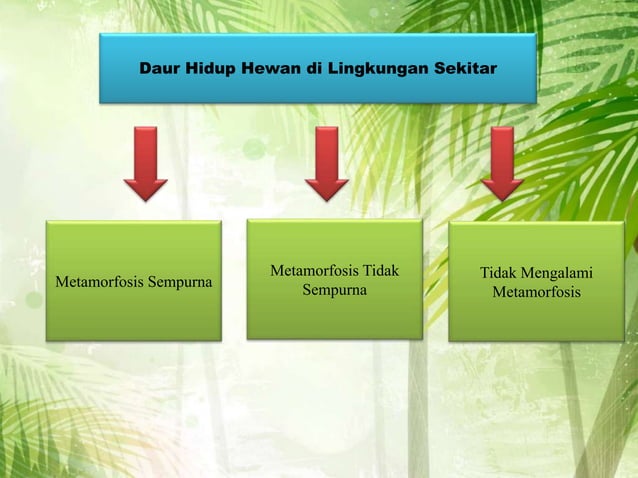 Media Pembelajaran IPA kelas V SD Materi Daur Hidup Hewan | PPTX