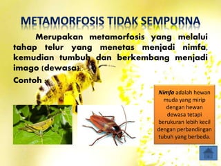 Media Pembelajaran IPA kelas V SD Materi Daur Hidup Hewan | PPTX