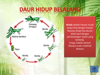 Media Pembelajaran IPA kelas V SD Materi Daur Hidup Hewan | PPTX