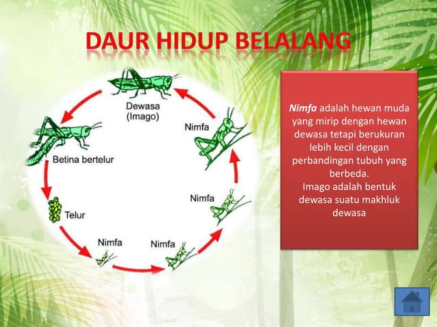 Media Pembelajaran IPA kelas V SD Materi Daur Hidup Hewan | PPTX