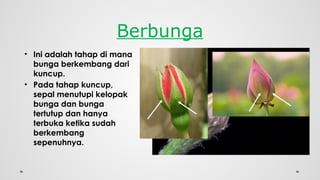 Daur hidup tanaman berbungaforschool.pptx