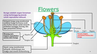 Daur hidup tanaman berbungaforschool.pptx