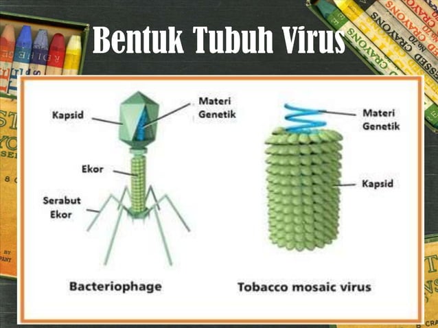 Daur hidup virus | PPT