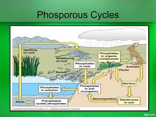 Daur karbon sulfur-fosfor | PPT
