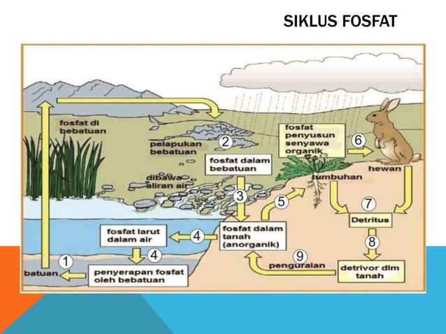 DAUR_KARBON_DAN_OKSIGEN_siklus_dunia.pptx