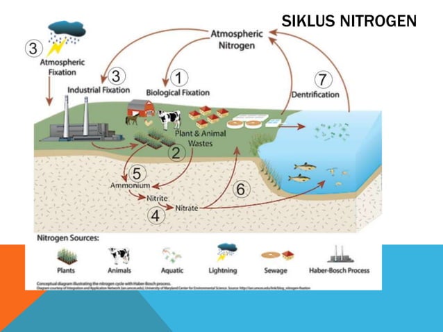 DAUR_KARBON_DAN_OKSIGEN_siklus_dunia.pptx