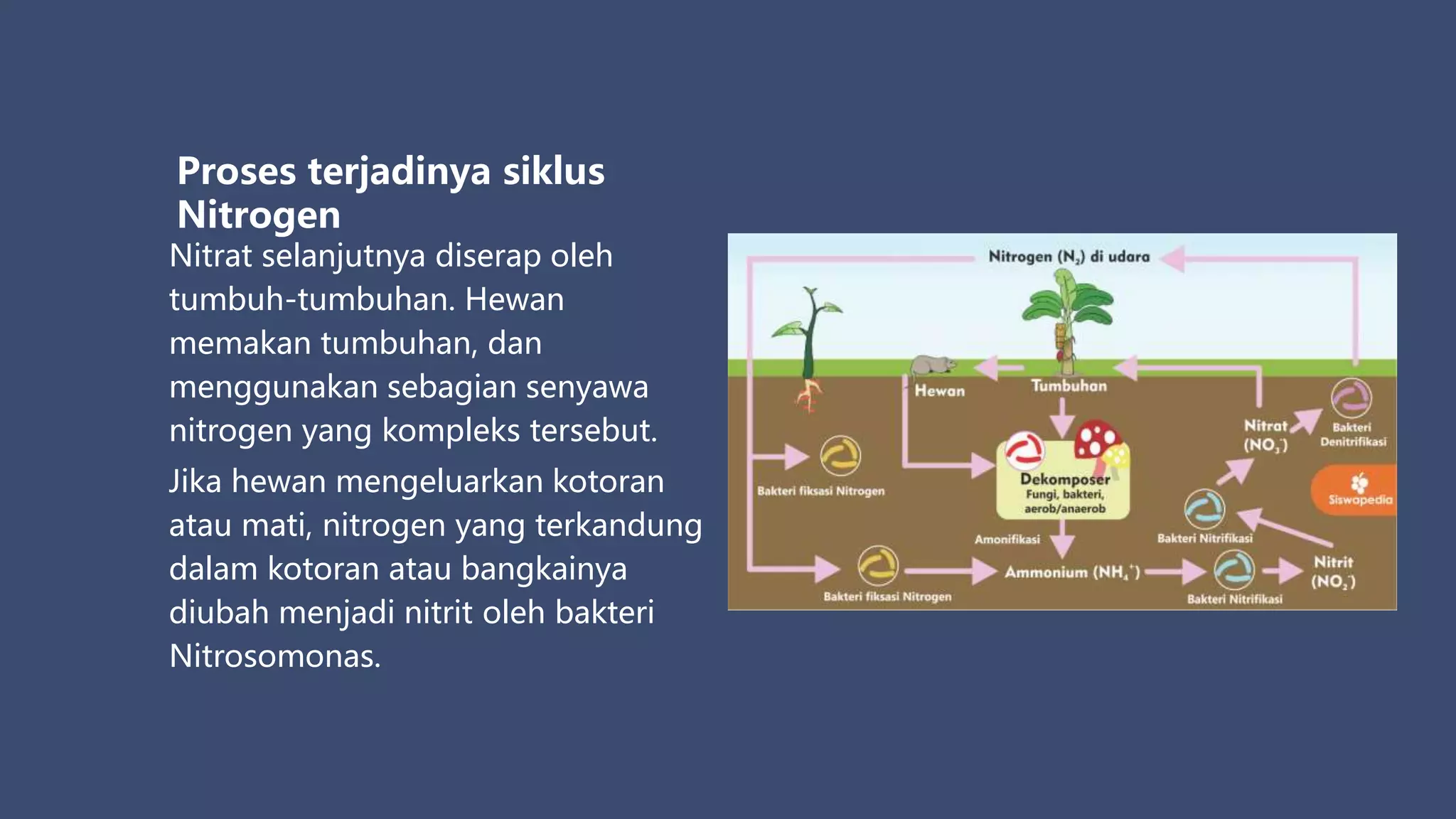 Daur Nitrogen-WPS Office.pptx