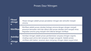 Daur Nitrogen-WPS Office.pptx