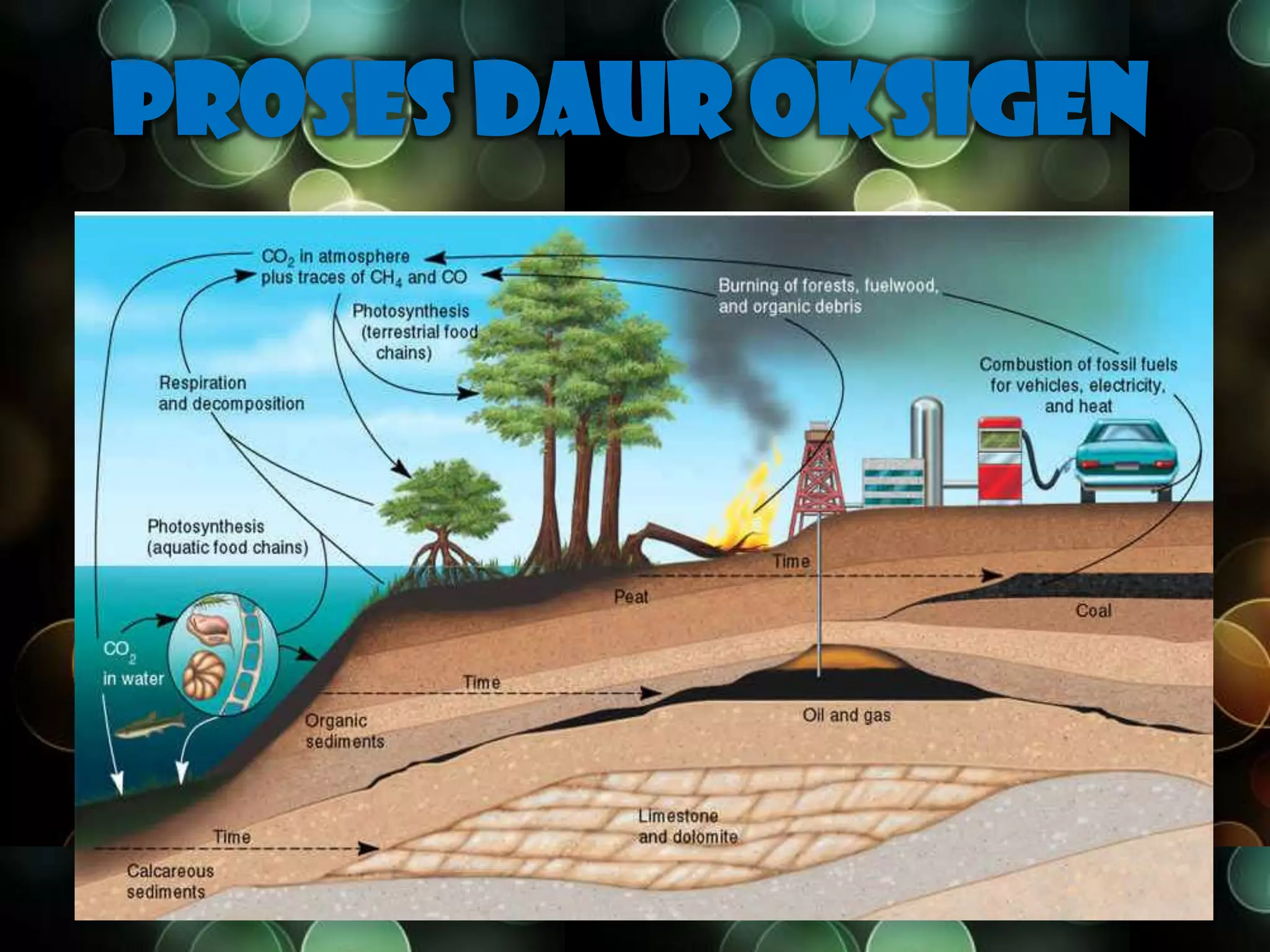 Daur oksigen 2 | PPTX