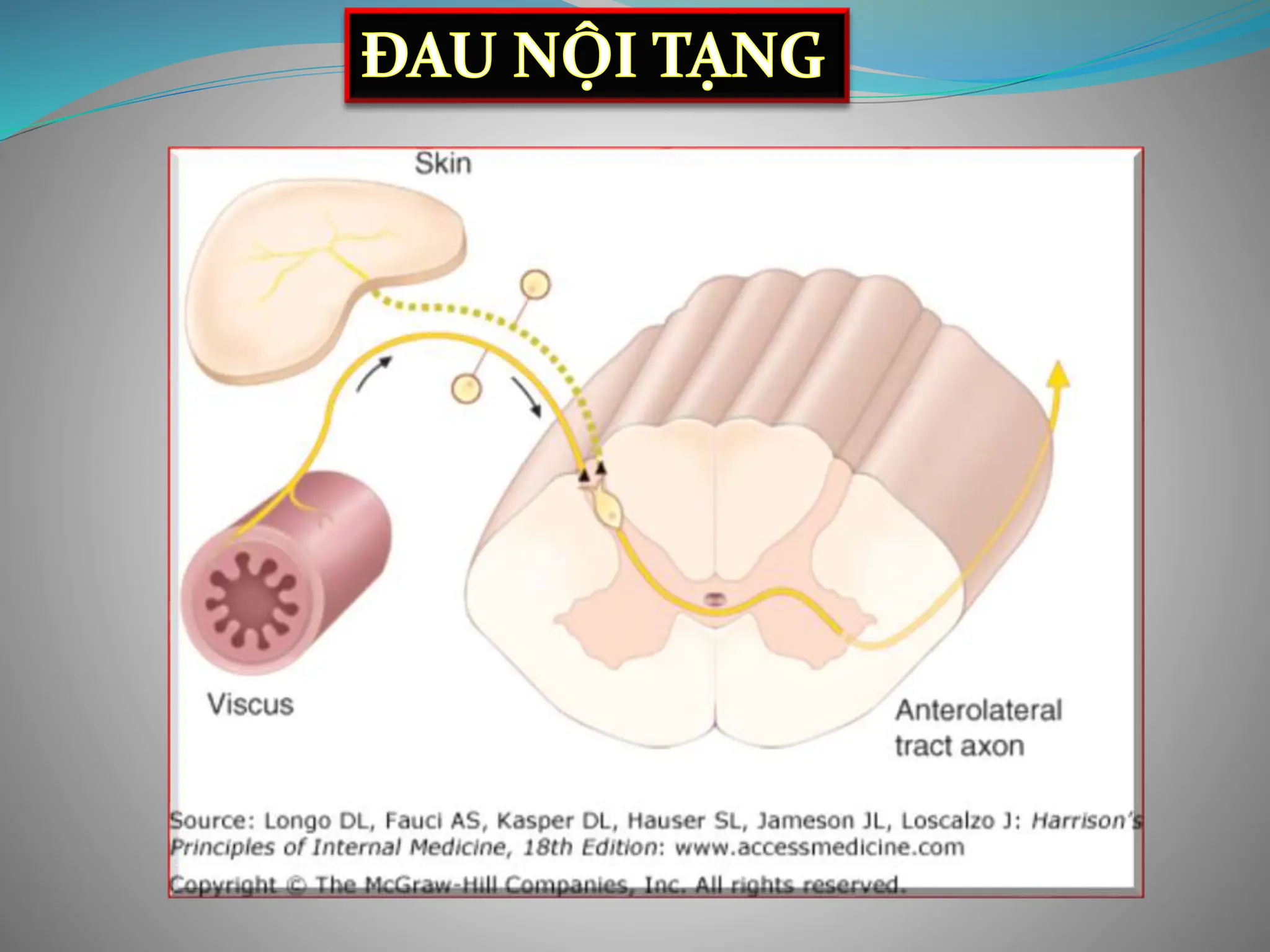 Dau va Thuoc giam dau.pptx