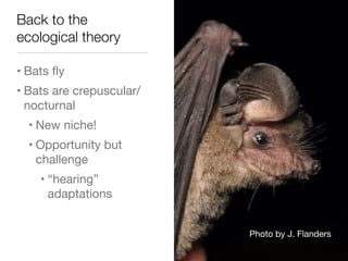 The genomics of why there are so many species of bats | PPT