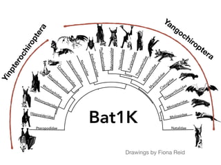 The genomics of why there are so many species of bats | PPT