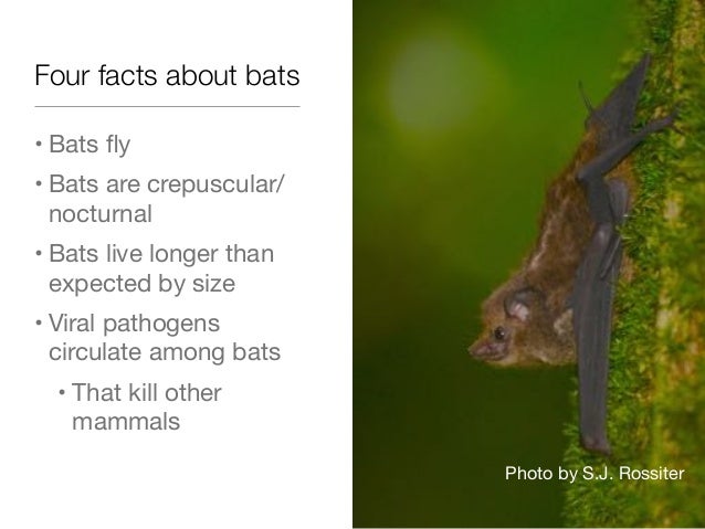 The genomics of why there are so many species of bats