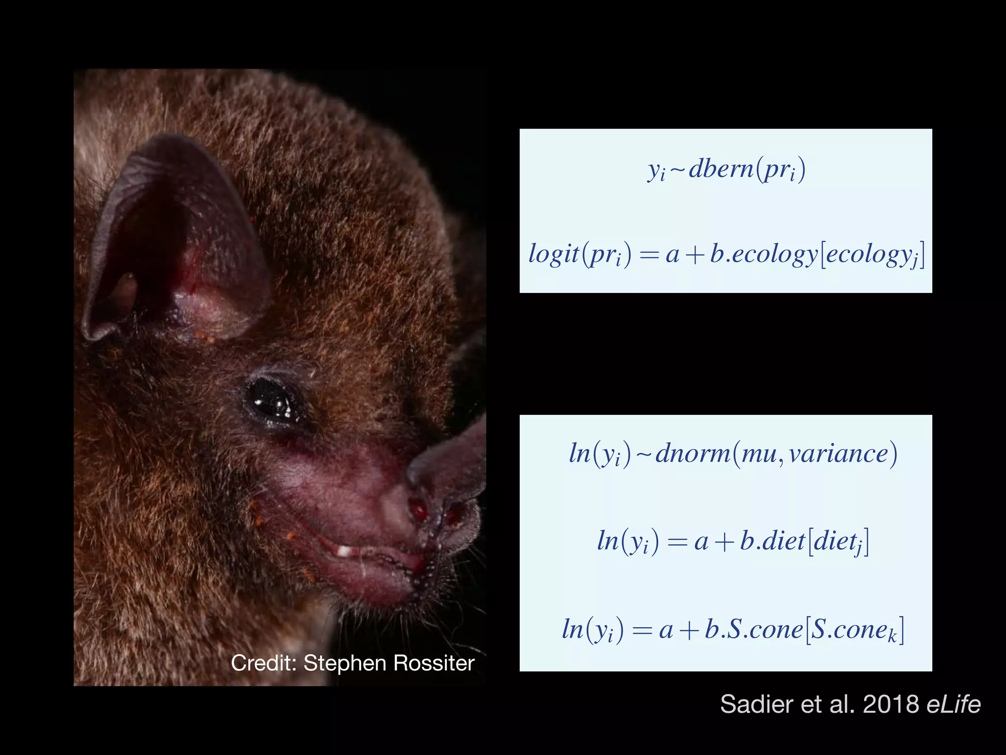 A Sensory Journey among Hyper Diverse Bats | PDF