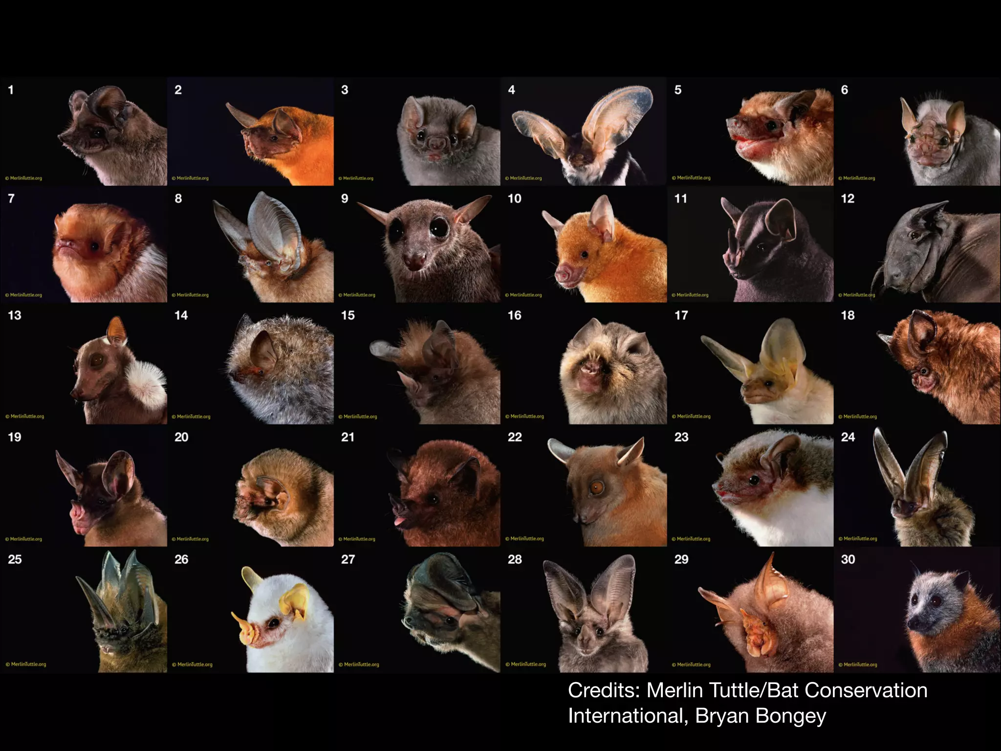 Genomic Insights into bat Senses | PDF
