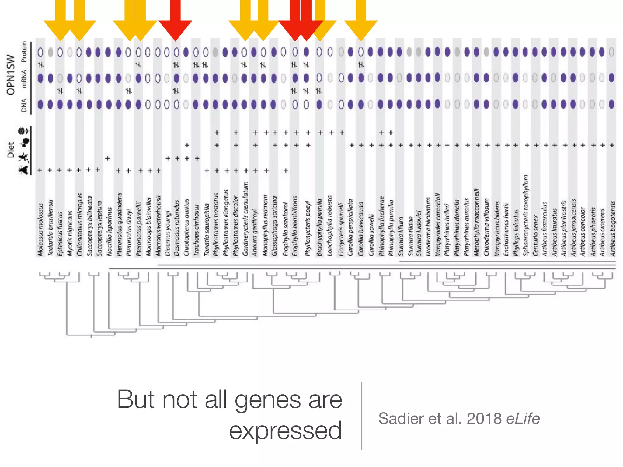 Genomic Insights into bat Senses | PDF