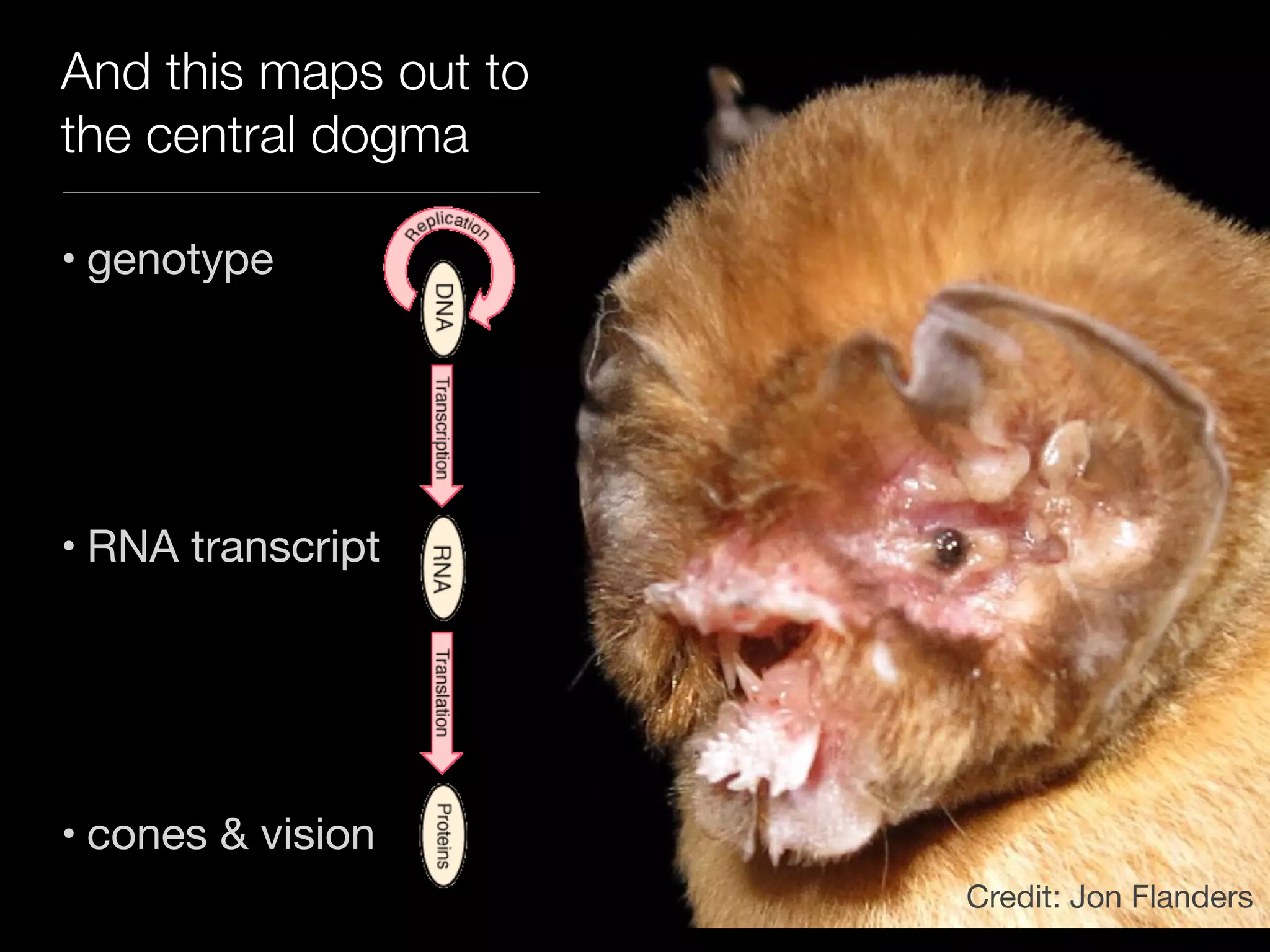 Genomic Insights into bat Senses | PDF