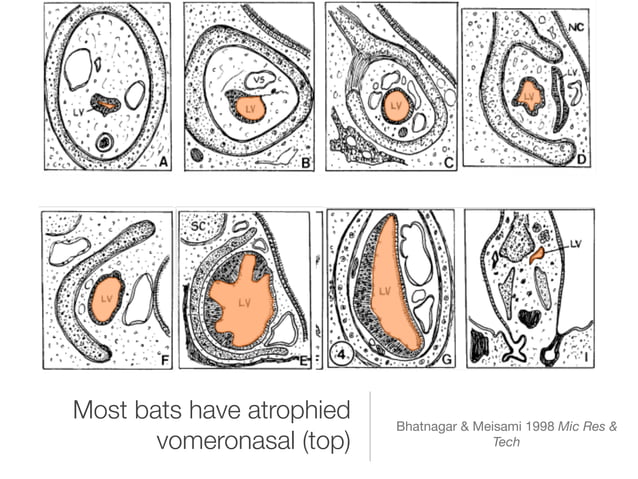 Genomic Insights into bat Senses | PDF