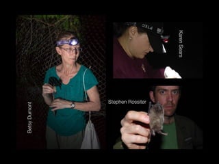 Genomic Insights into bat Senses | PDF