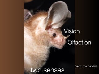 Genomic Insights into bat Senses | PDF