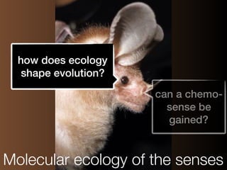 Genomic Insights into bat Senses | PDF
