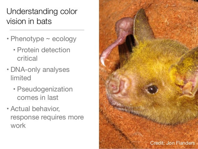 Genomic Insights into bat Senses