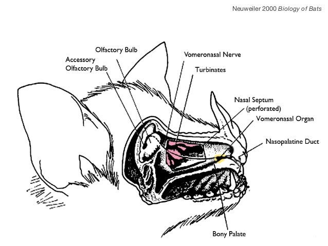 Genomic Insights into bat Senses