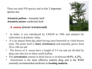 Davana breeding ( Breeding of aromatics).pptx