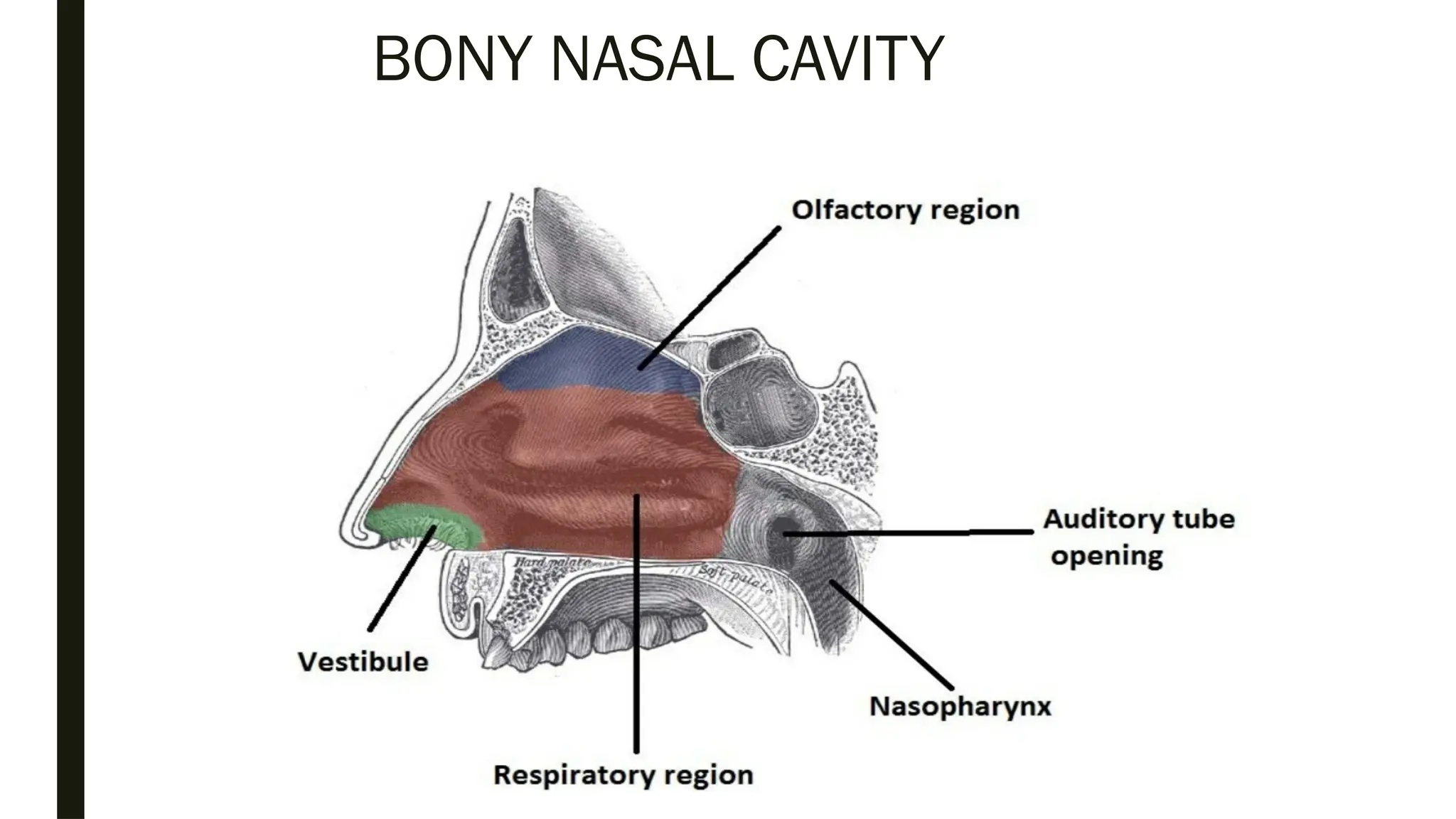 ANATOMY of the bone and nasal cavity anatomy | PPT