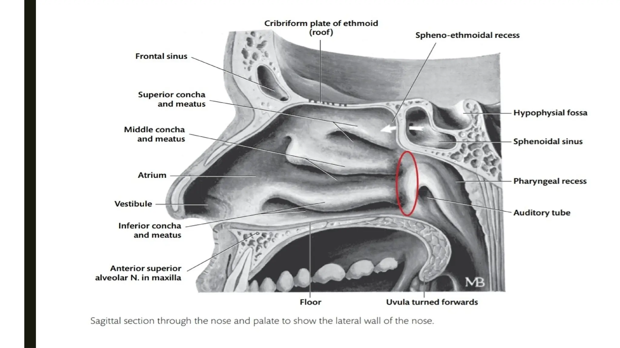 ANATOMY of the bone and nasal cavity anatomy | PPT
