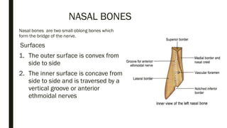 ANATOMY of the bone and nasal cavity anatomy | PPT