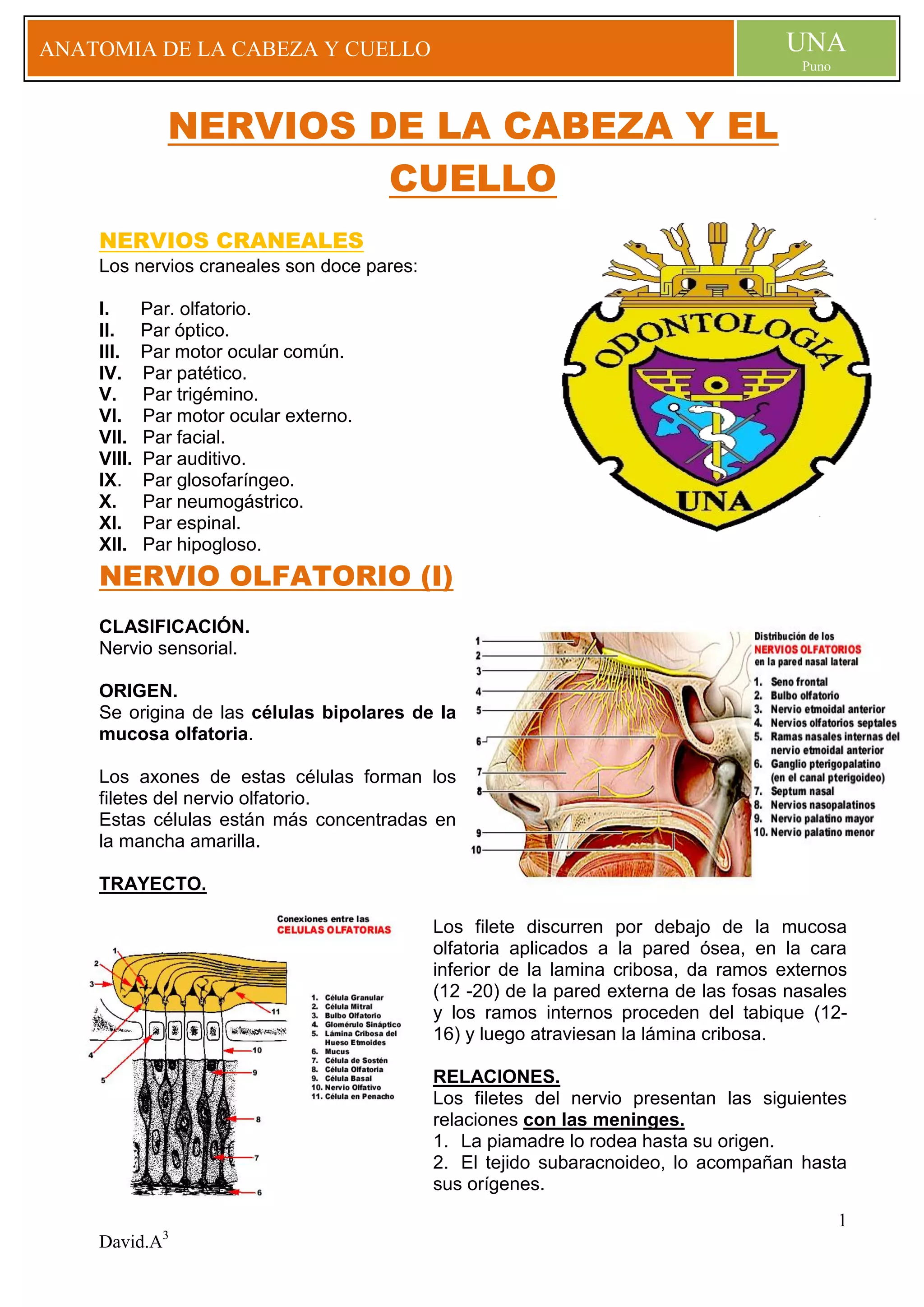 NERVIOS DE LA CABEZA Y EL CUELLO | PDF