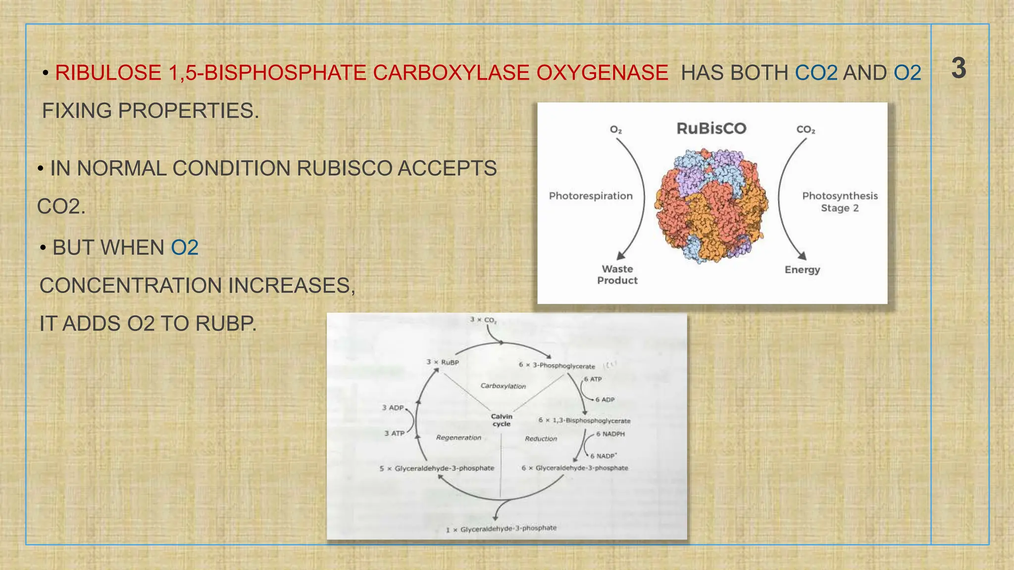 Photorespiration & functioning of Rubisco enzyme | PPTX