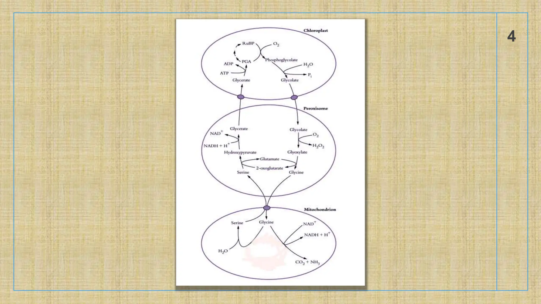 Photorespiration & functioning of Rubisco enzyme | PPTX