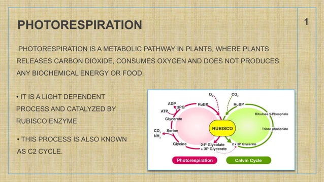 Photorespiration & functioning of Rubisco enzyme | PPTX