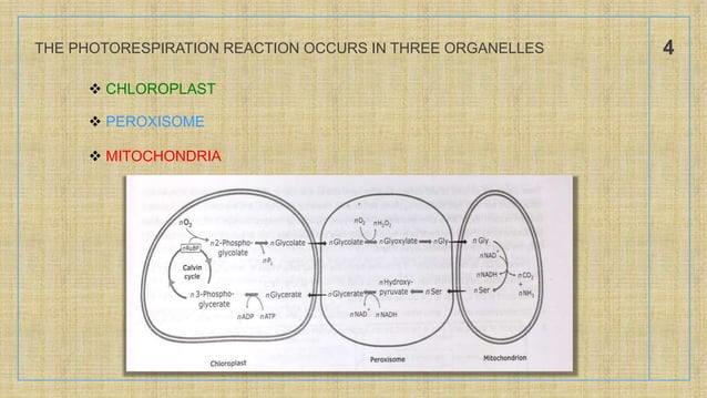 Photorespiration & functioning of Rubisco enzyme | PPTX