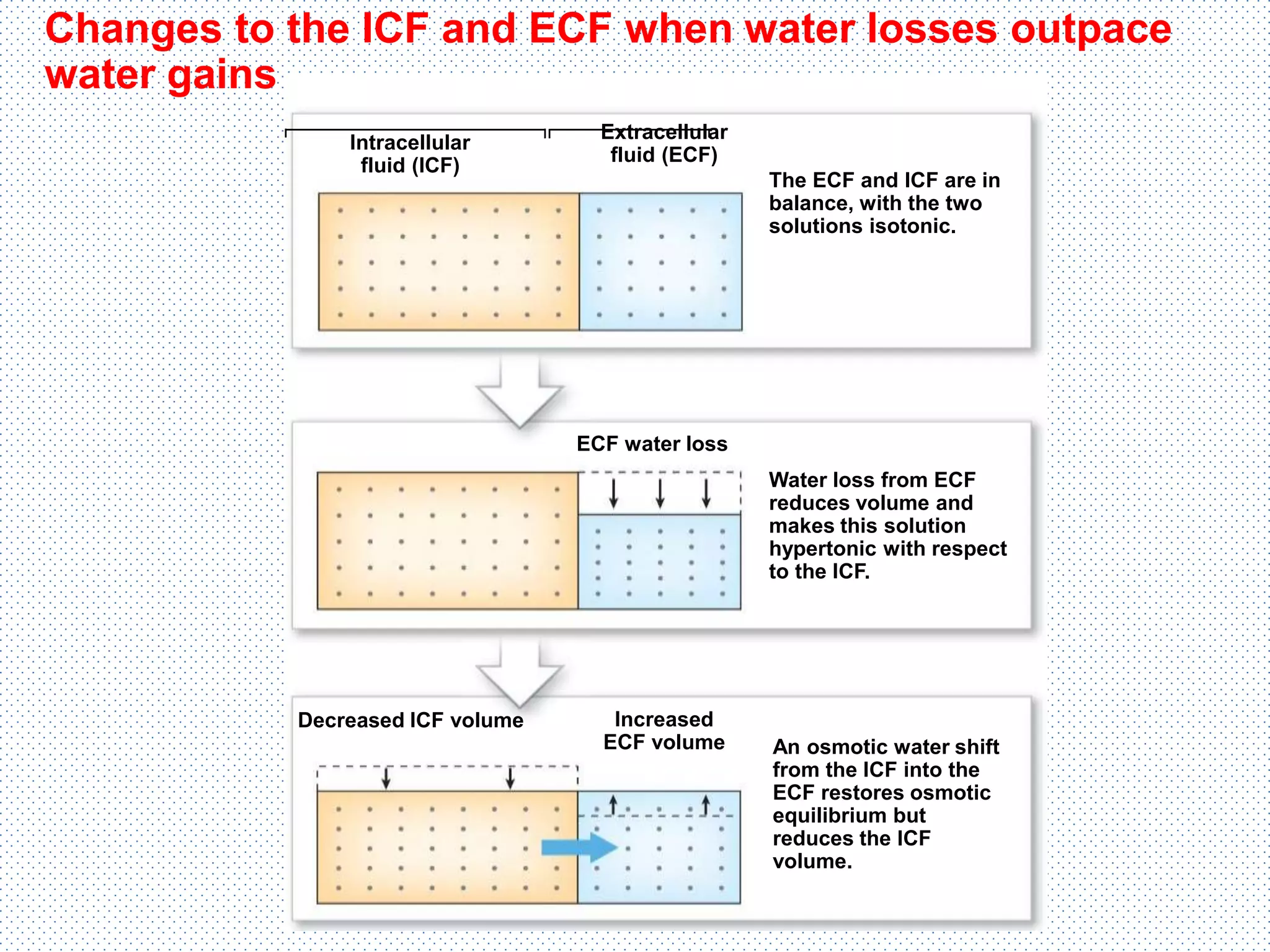 Body Fluids and Electrolyte Homeostasis | PPTX