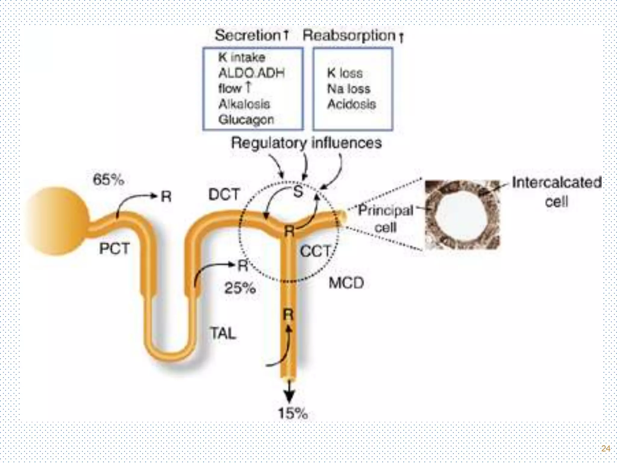 Body Fluids and Electrolyte Homeostasis | PPTX