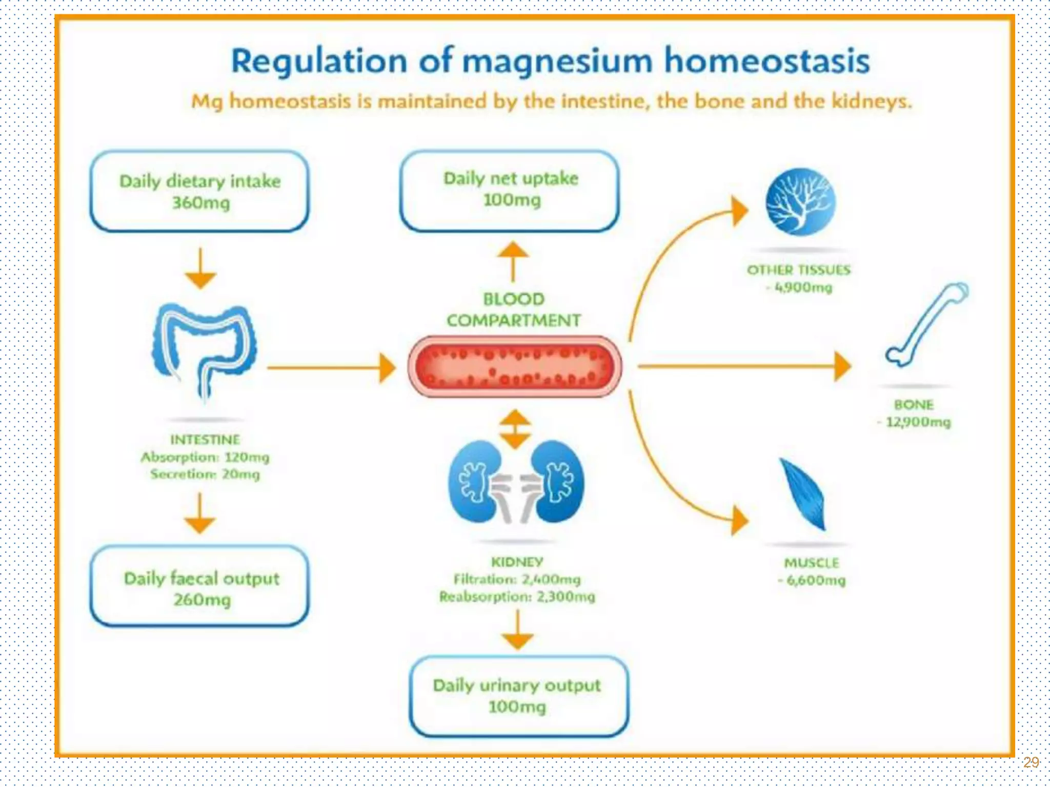 Body Fluids and Electrolyte Homeostasis | PPTX