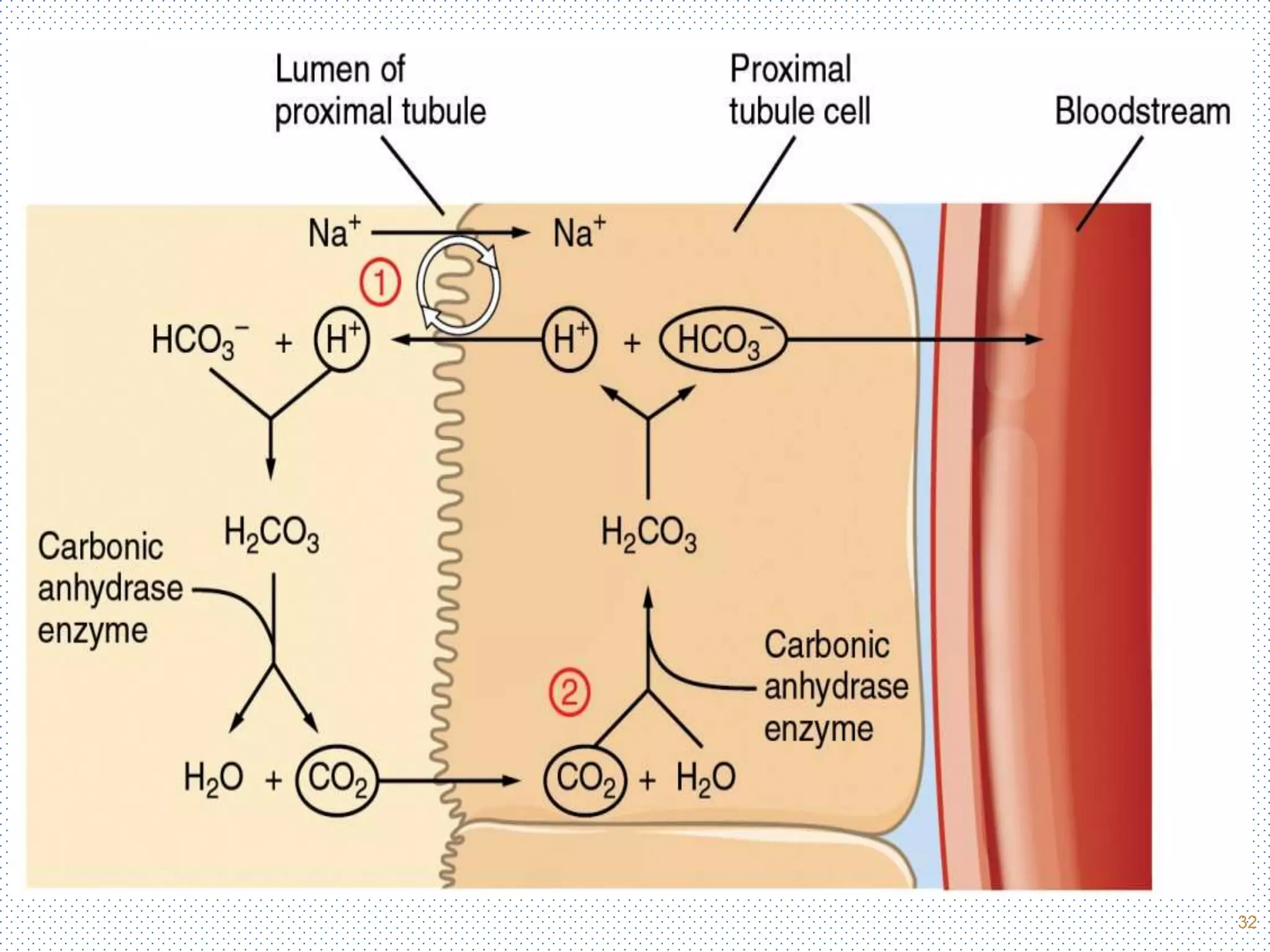 Body Fluids and Electrolyte Homeostasis | PPTX